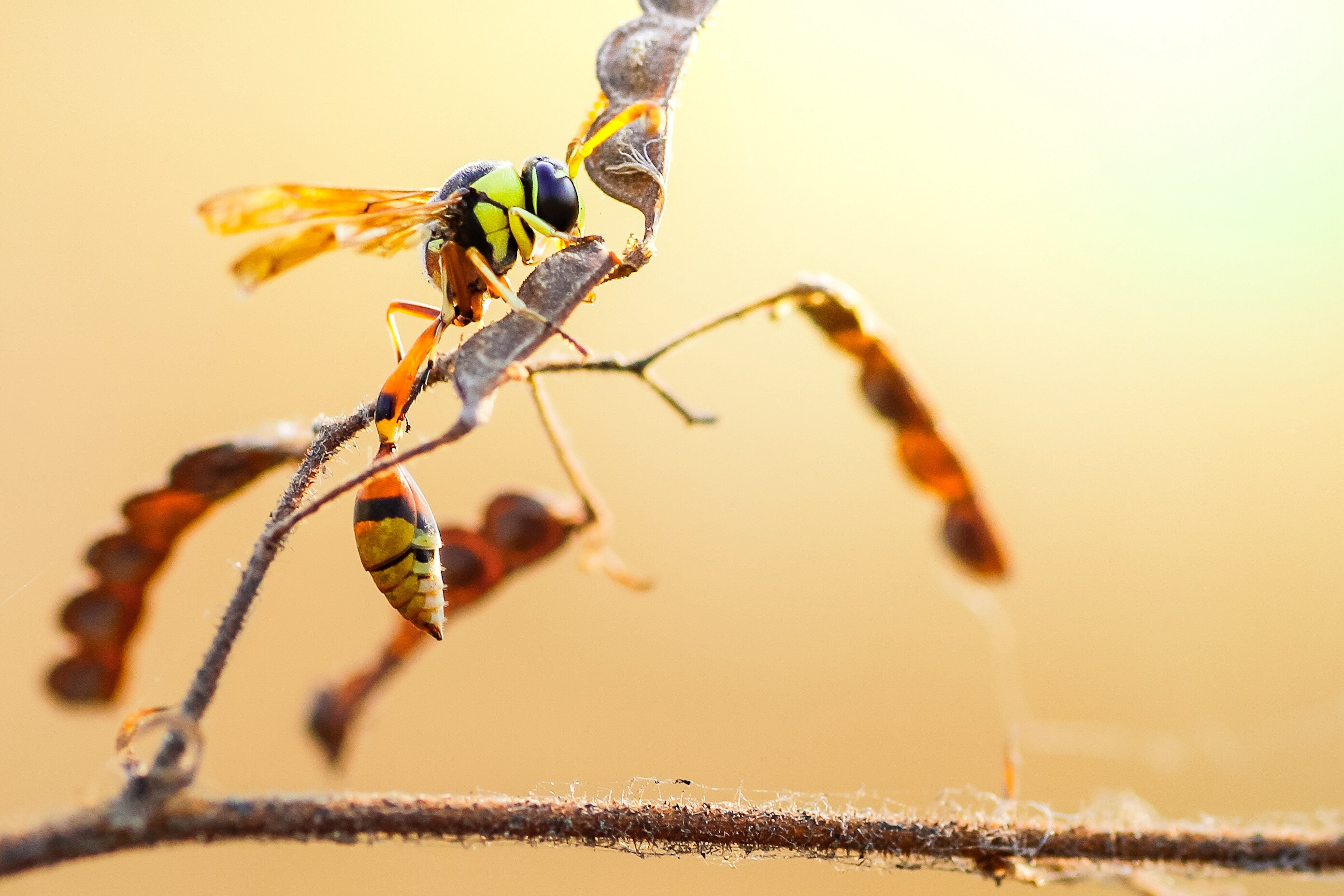 Plants Call in Air Defenses | Sermons | Creation Moments