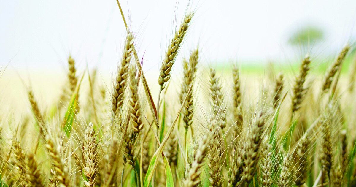 Gifts of Grain | Churches of God GC