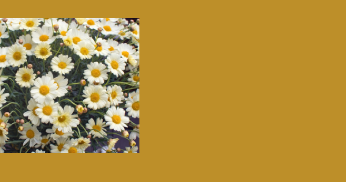 The Presby Full Blitz – 5/30/2025 | News to Use | The Presbyterian ...