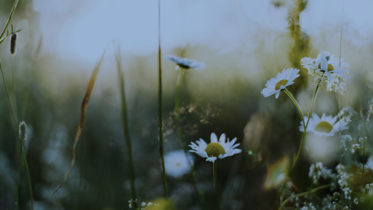 Jewish Holidays - Spring and Summer | Temple Judea