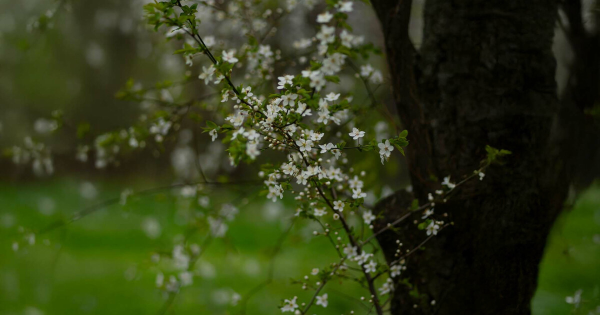 Fall From Grace | Pastor's Devotions | New Hope Oahu