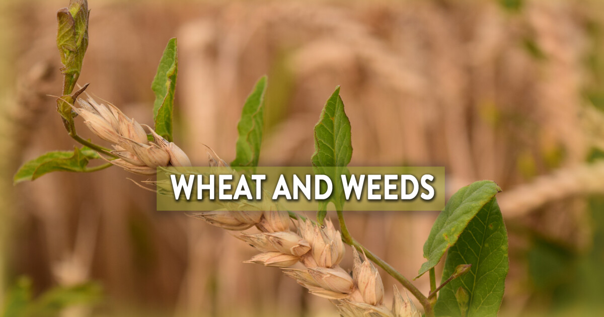 Short Stories, Big Lessons: Wheat and Weeds | Sermons | Arcola United ...