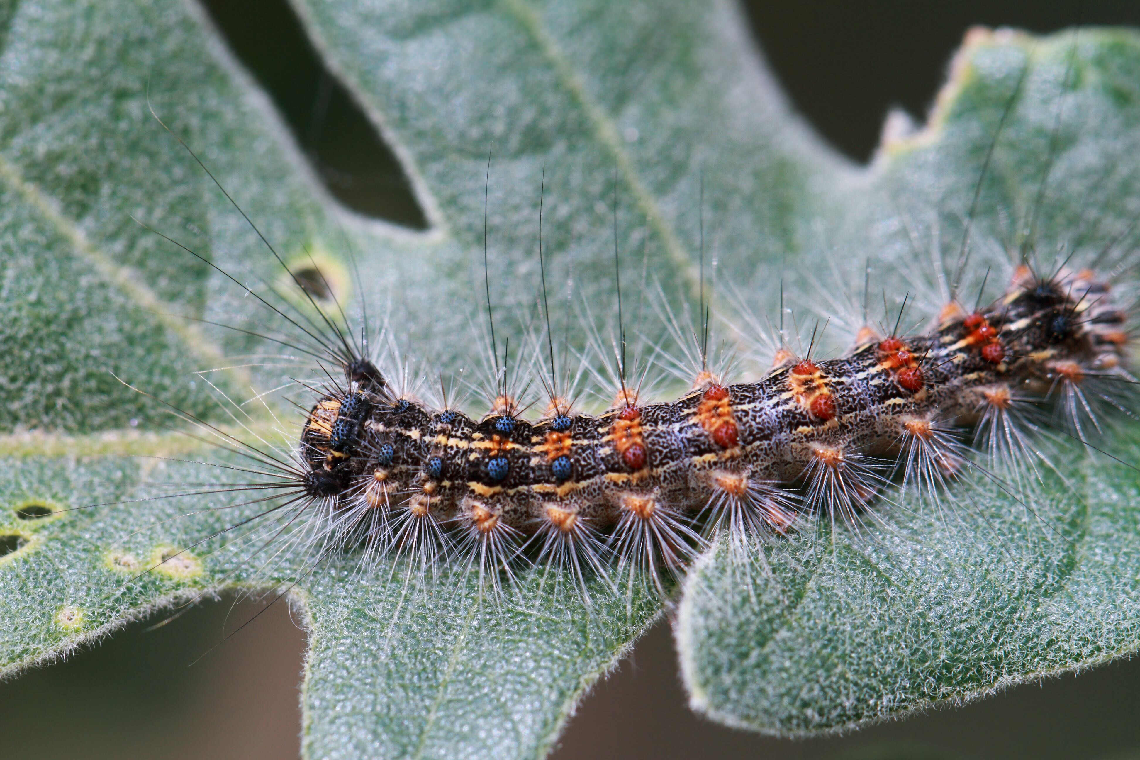 Tree Wars | Sermons | Creation Moments