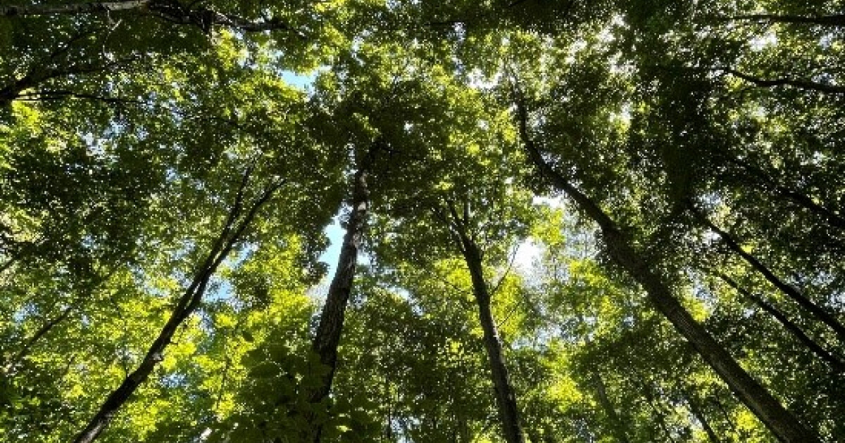 Natural Wonder...A Retreat for Women | Kirk in the Hills