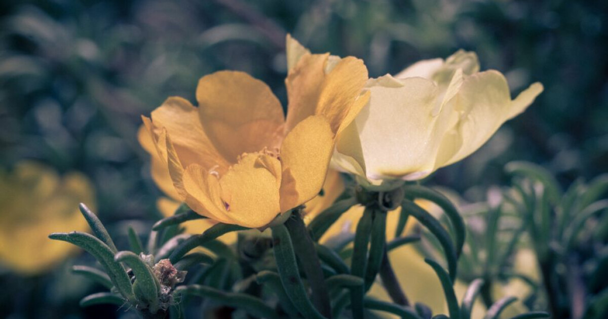 Memorial Service for Dr. Rainer Rudolf | Abiding Presence Lutheran Church