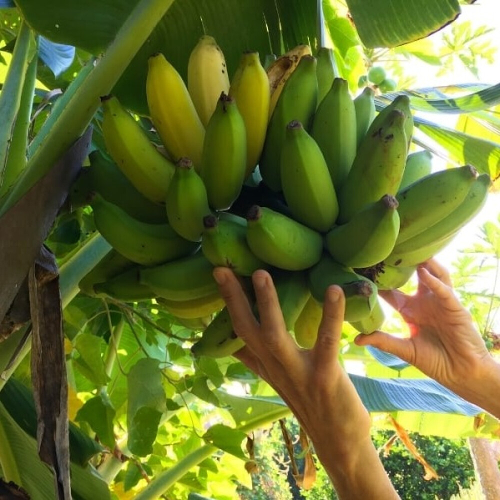 "Bananas" - Combined Service - May 5th, 2024 9:00 AM | Sermons ...