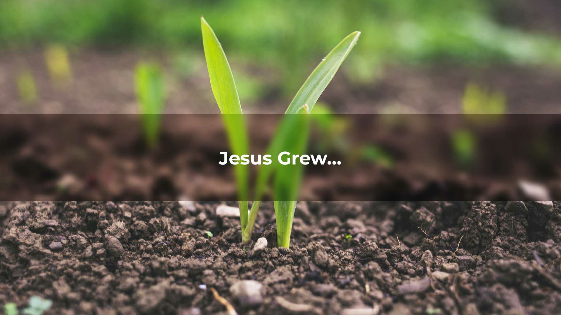 Blog - Jesus Grew…