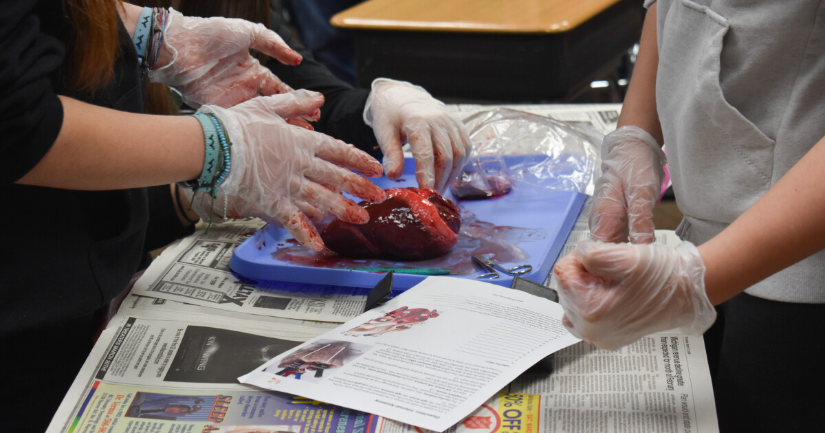 Deer Heart Dissection | Articles | Trinity Lutheran Church