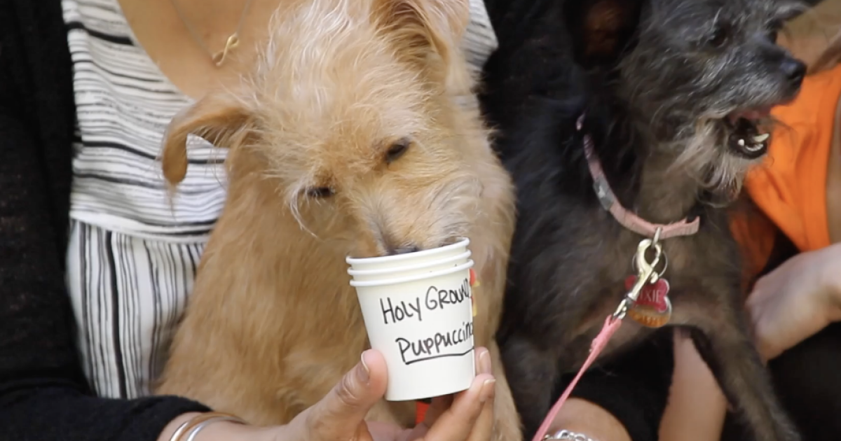 St. Francis Pet Food Drive and Blessing of the Pets | Community ...