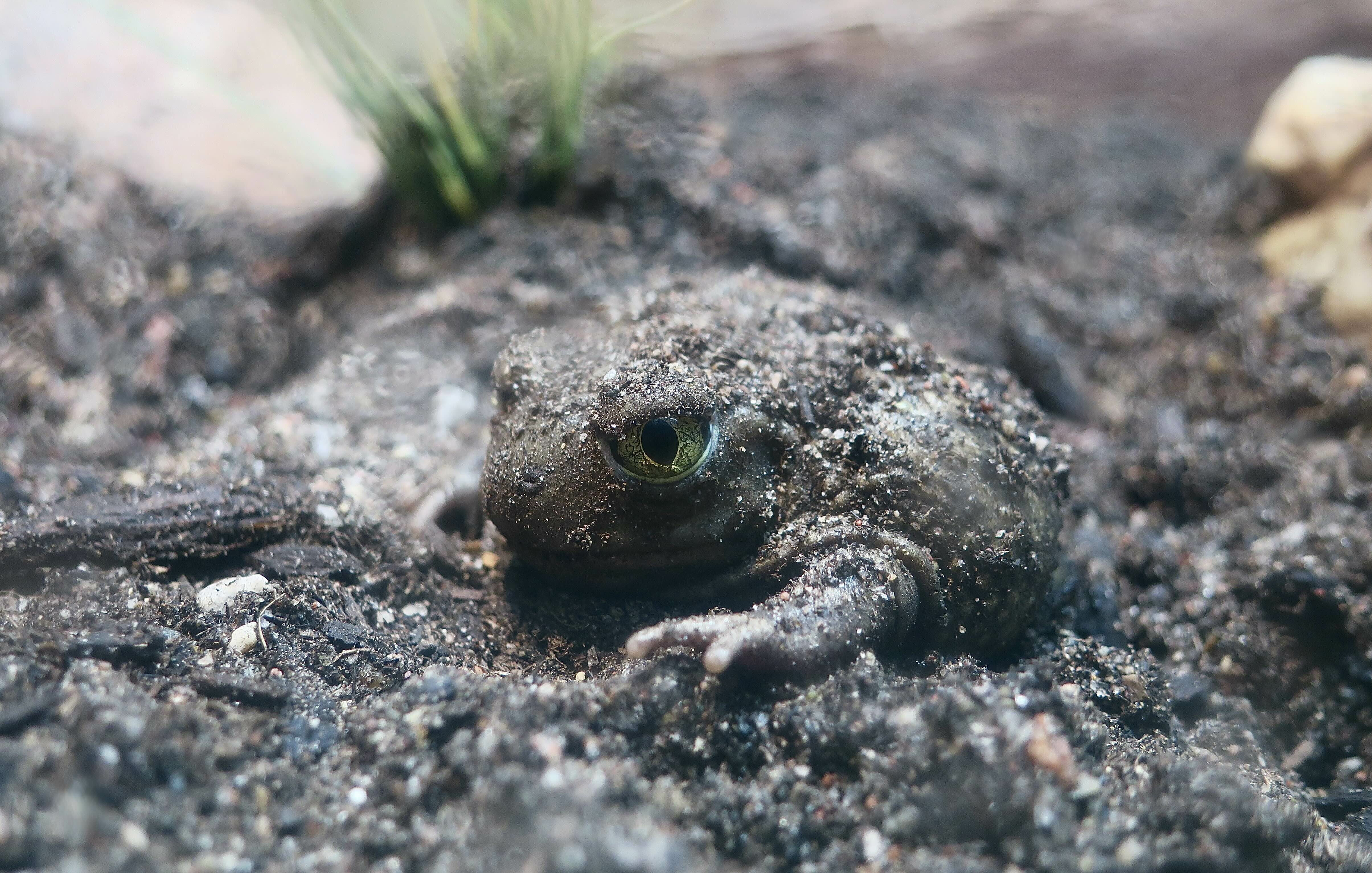 The Dormant Toad | Sermons | Creation Moments