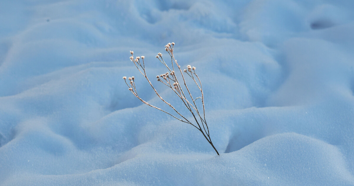 Integrity for the Inheritance | Pastor's Devotions | New Hope Oahu