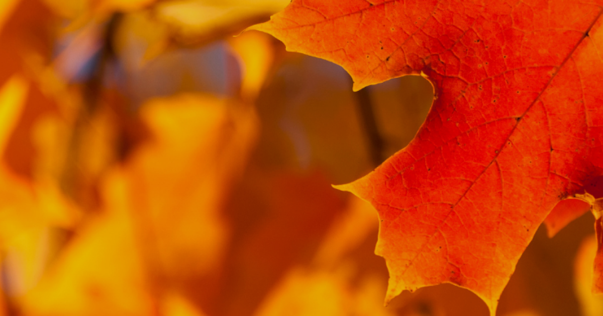 Fall | Bethany United Methodist Church - Austin, TX