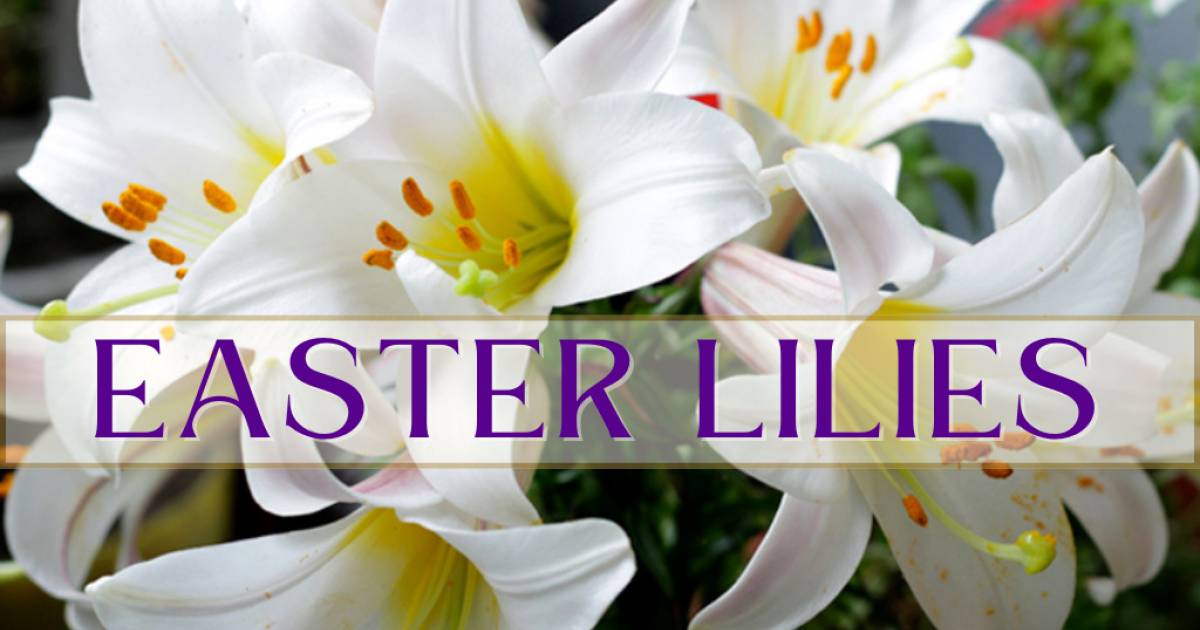 Easter Lilies | Bethany United Methodist Church - Austin, TX