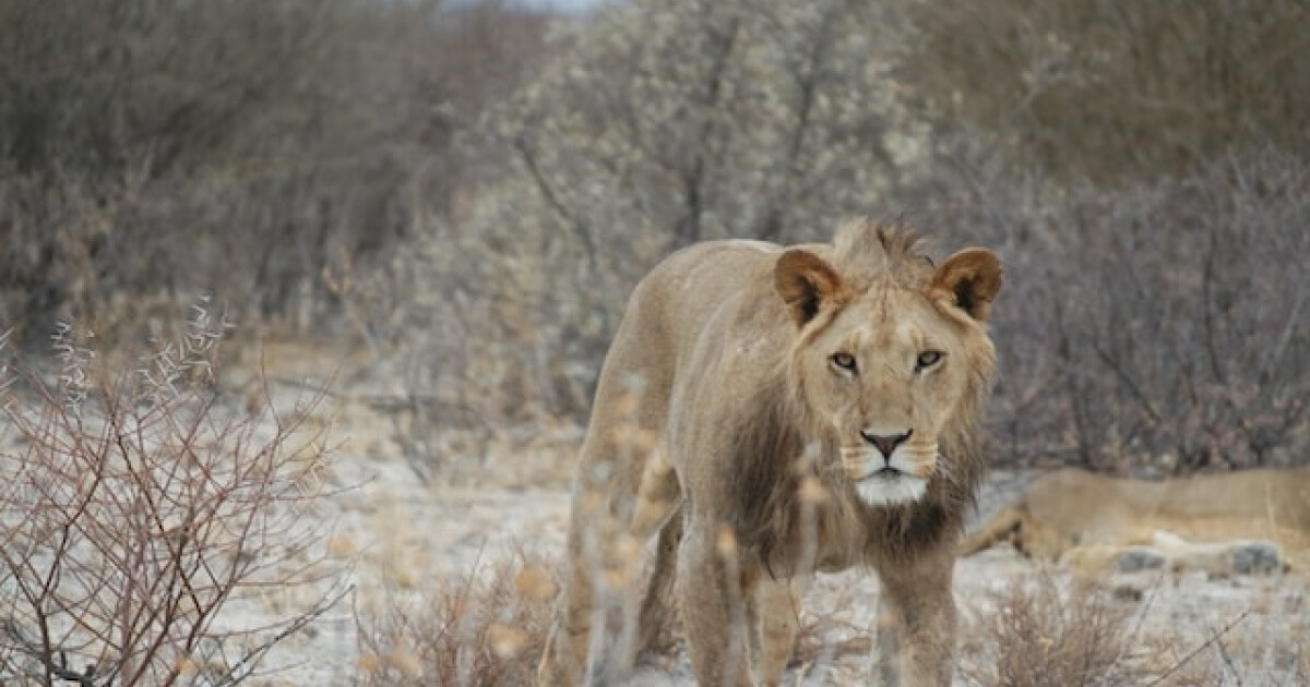 Lion Bait | Life Journal Daily with Pastor Wayne | New Hope West