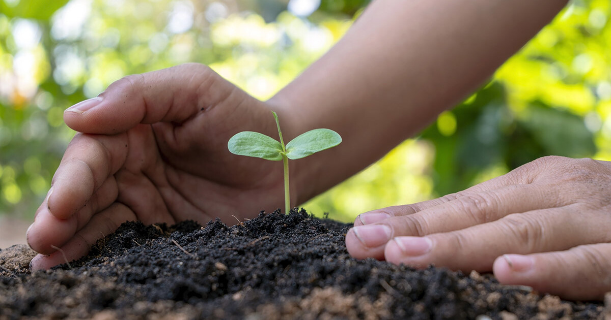 THE PLANTING OF THE LORD | Sermons | Desire of Nations, New York