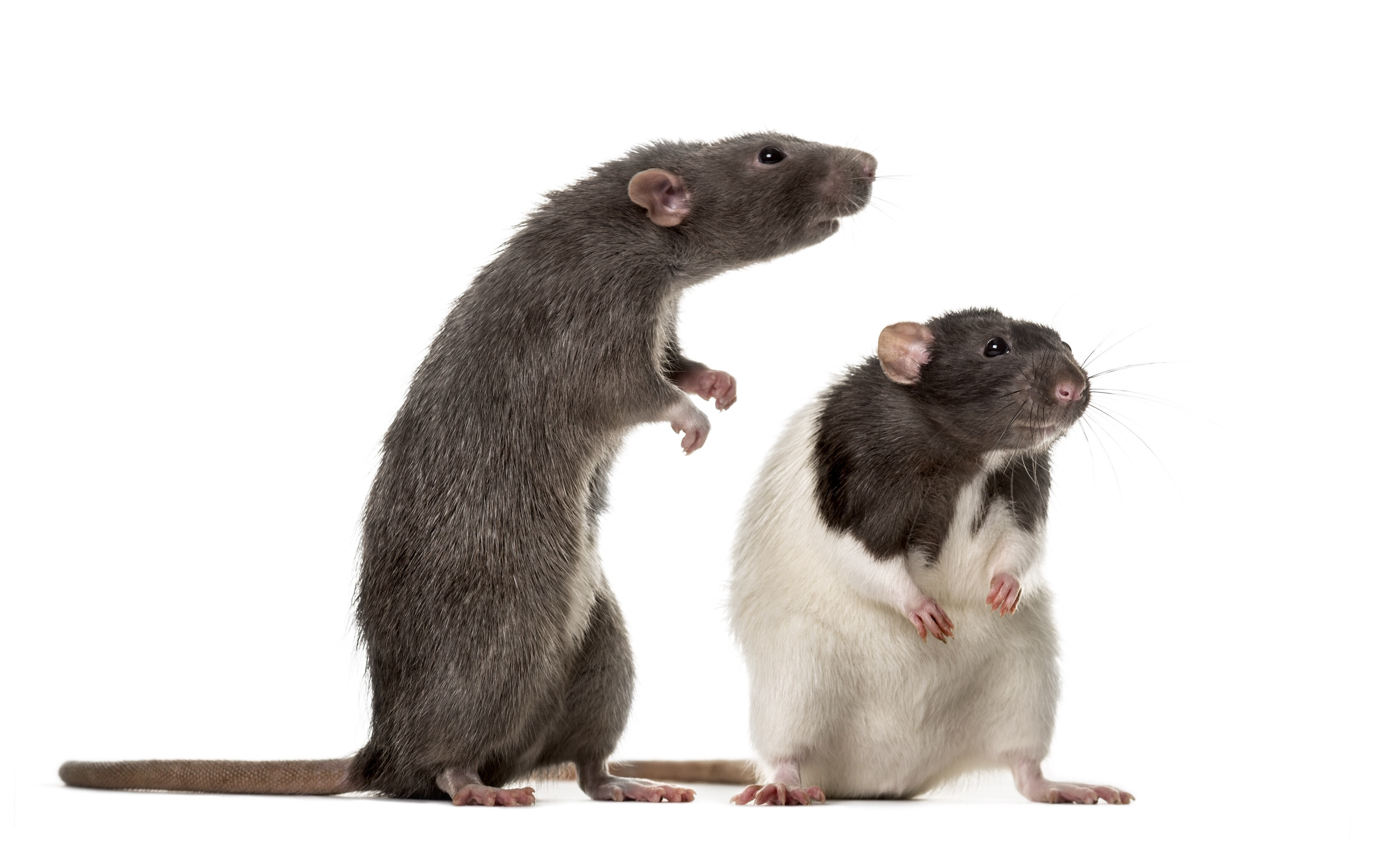 Rat Language: More than Meets the Ear | Sermons | Creation Moments