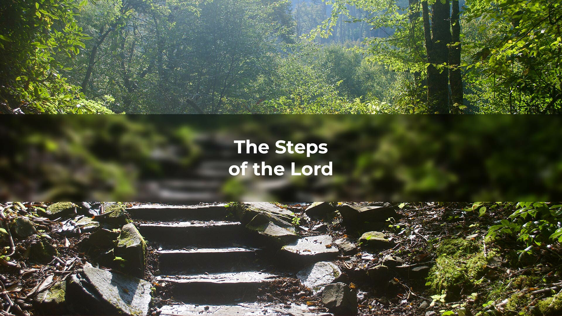 Blog - The Steps of the Lord