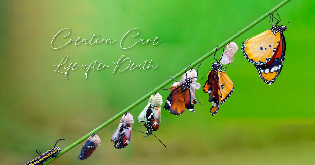 Creation Care – Life After Death: The Need to Know | Sermons | FUMC San ...