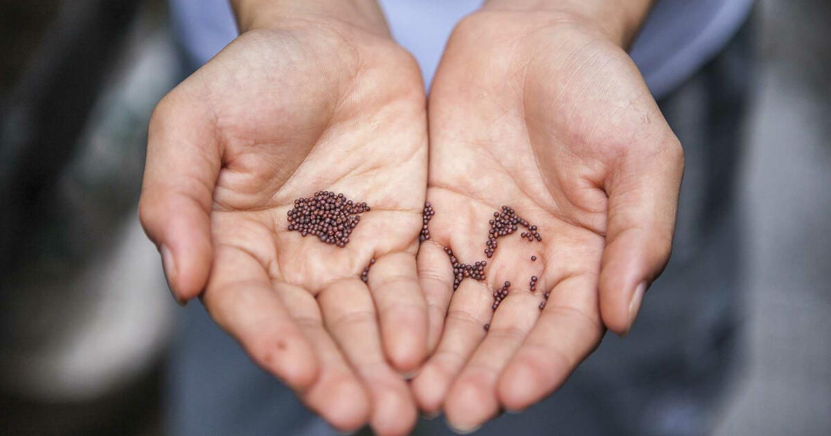 Seed For Sowing & Seed For Eating | Life Journal Daily with Pastor ...