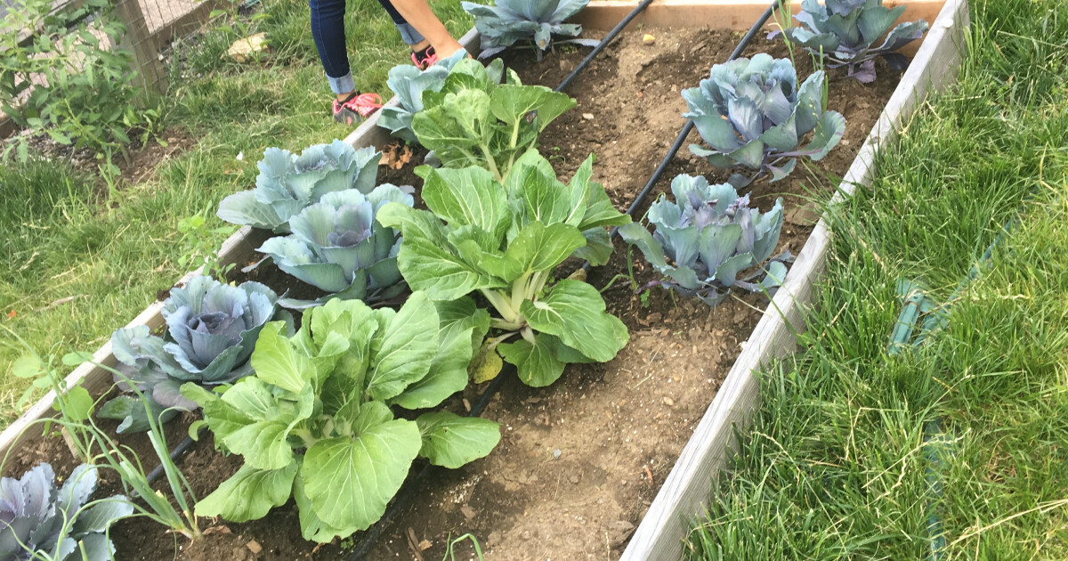 Community Garden | Westside Community Center
