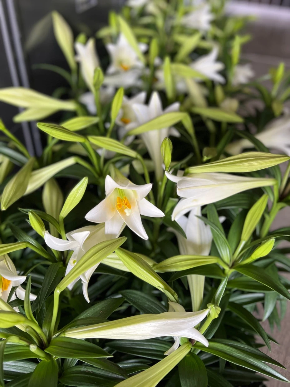 Our Blog - Holy Week Services are Not Spectator Sports | Our Shepherd ...