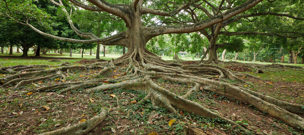Advent Day 7-Wide Roots