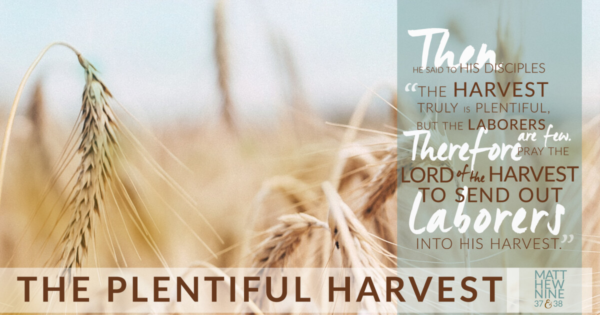 The Plentiful Harvest | Sermons | FUMC Hurst TX