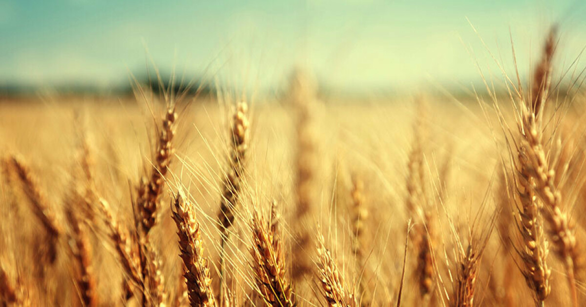 Give | Grace Church | Granger