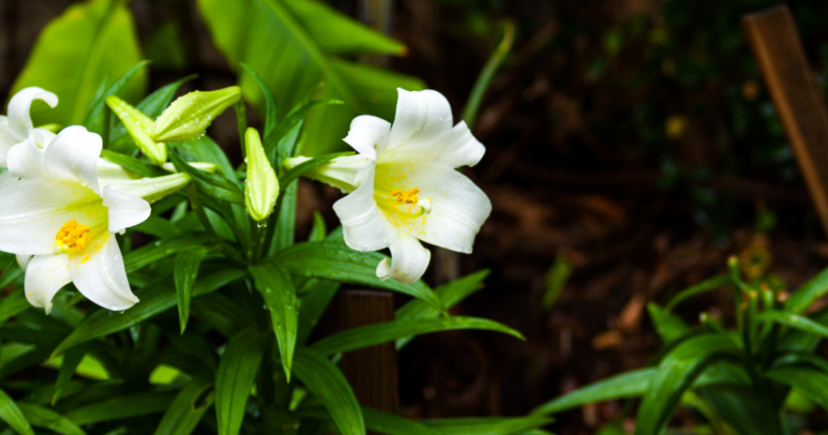 EASTER FLOWER DEDICATIONS | Royal Lane Baptist Church