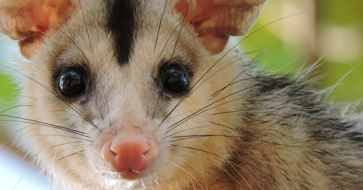 Waking Up from Playing Possum | blog | FUMC Hurst TX