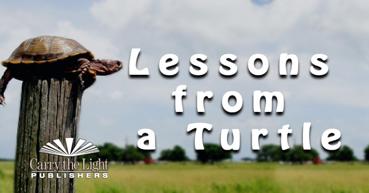 Lessons from a Turtle | Inspirational Blog | Pastor David Sampson | Blog