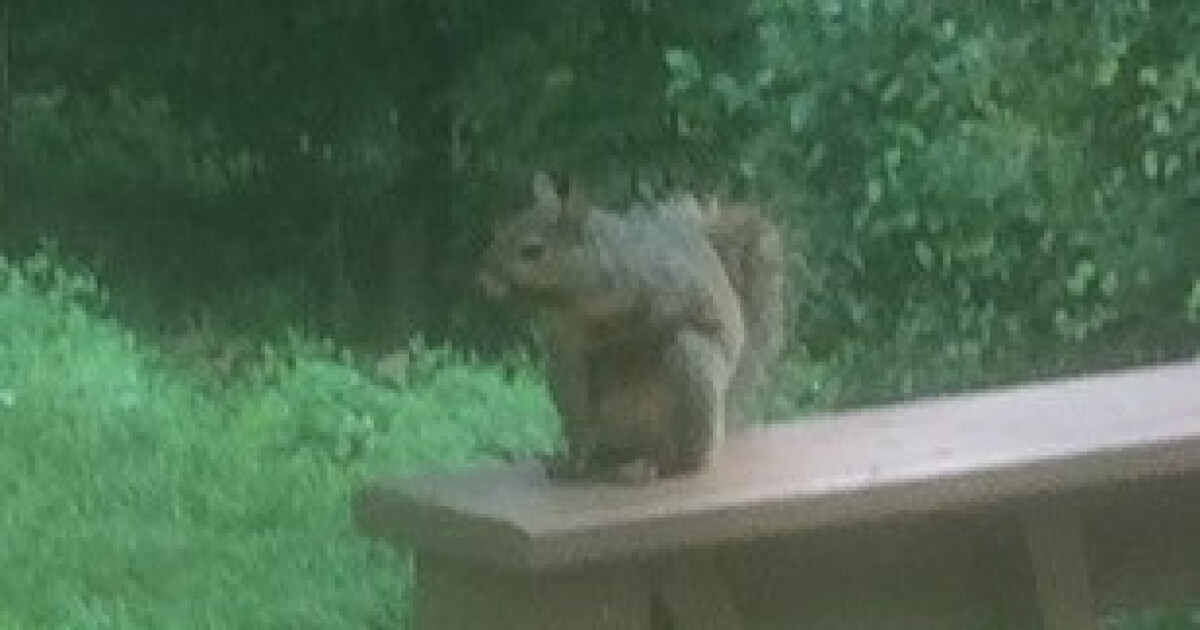 Praise The Lord Squirrel