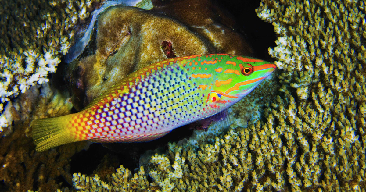 Young Fish Learn New Tricks | Sermons | Creation Moments