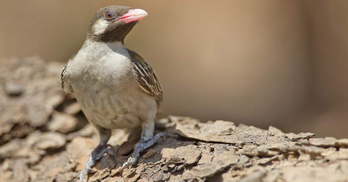 The Helpful Honeyguide | Sermons | Creation Moments