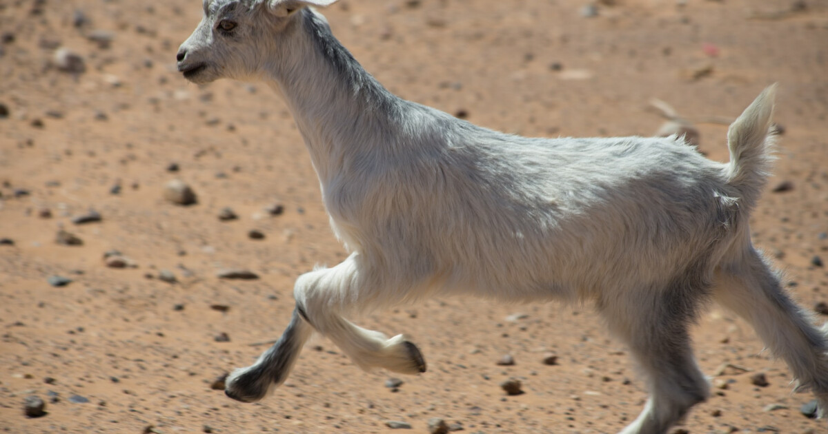 Azazel - Goats in the Wilderness | Life Journal Daily with Pastor Wayne ...