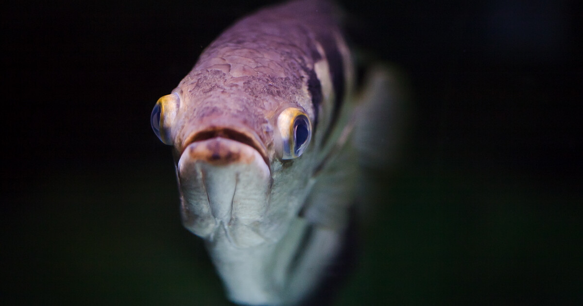 The Archer Fish | Sermons | Creation Moments