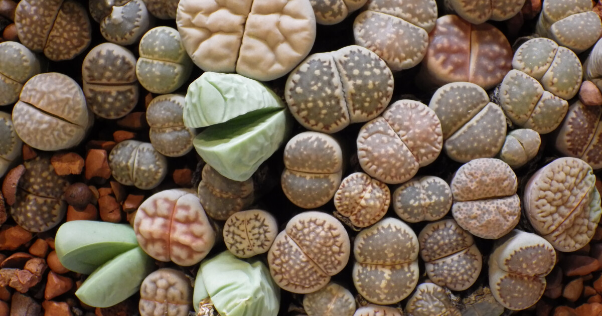 Living Stones and Flying Flowers | Sermons | Creation Moments