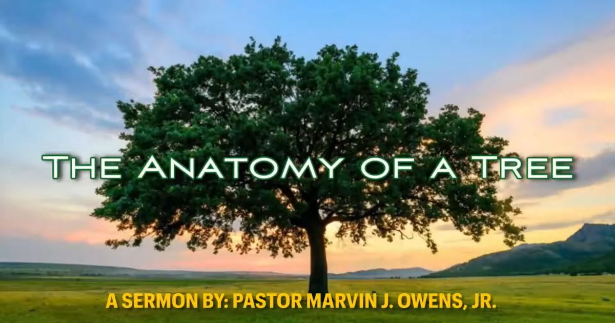 The Anatomy of a Tree | Sermons | Michigan Park Christian Church