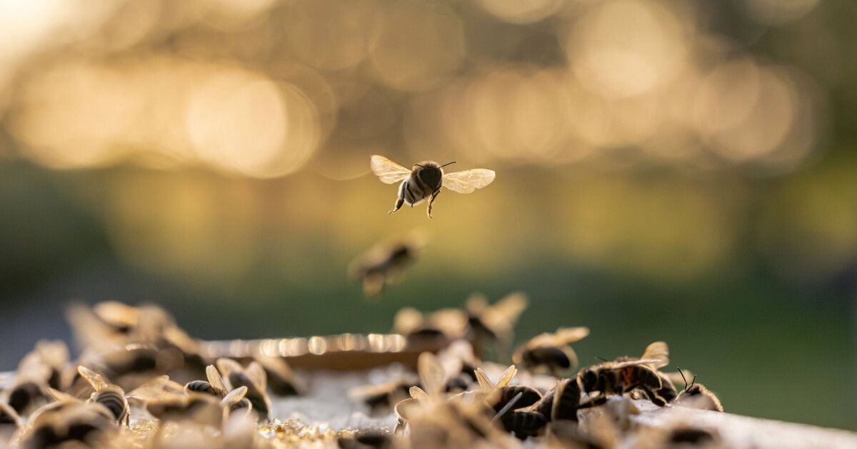 Are Bees Intelligent Planners? | Sermons | Creation Moments