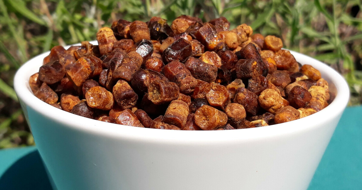 The Secret of Bee Bread | Sermons | Creation Moments