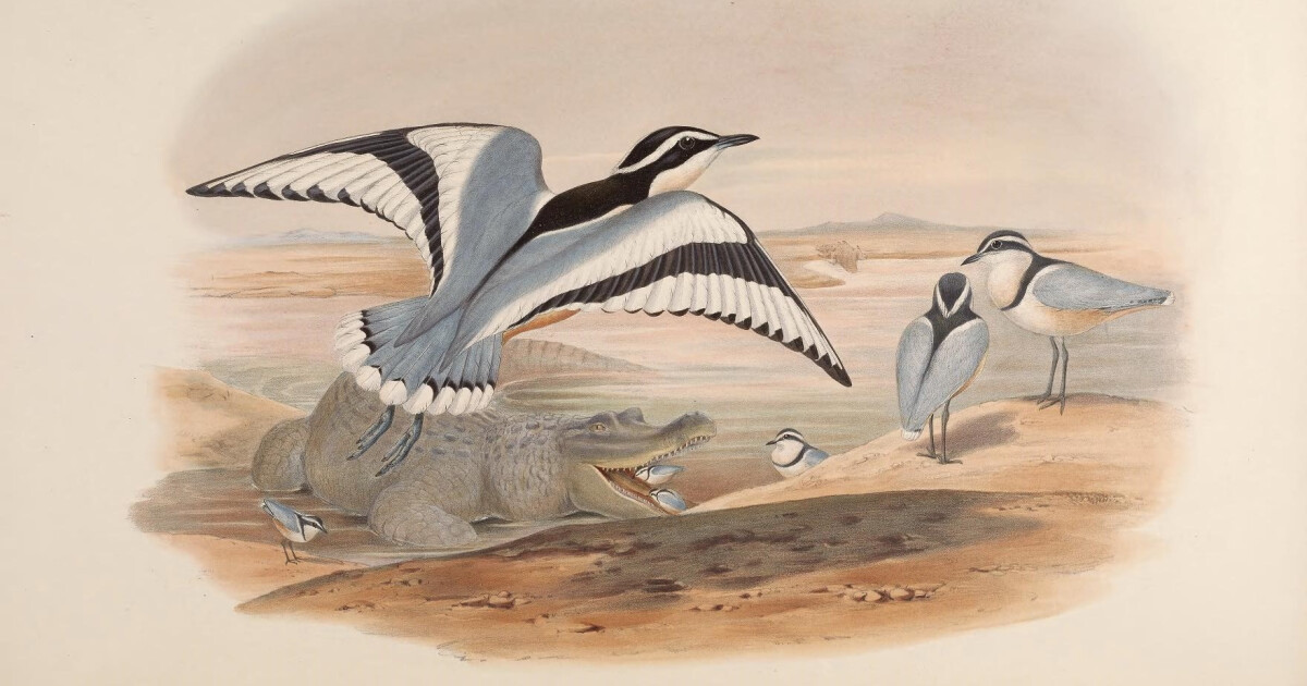 The Crocodile Bird | Sermons | Creation Moments
