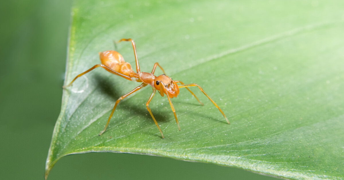The Ant Imposter | Sermons | Creation Moments