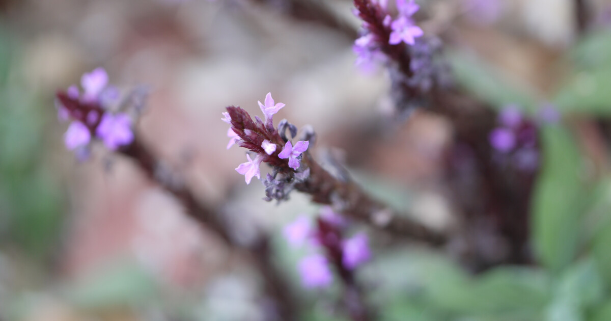Witchweed | Sermons | Creation Moments