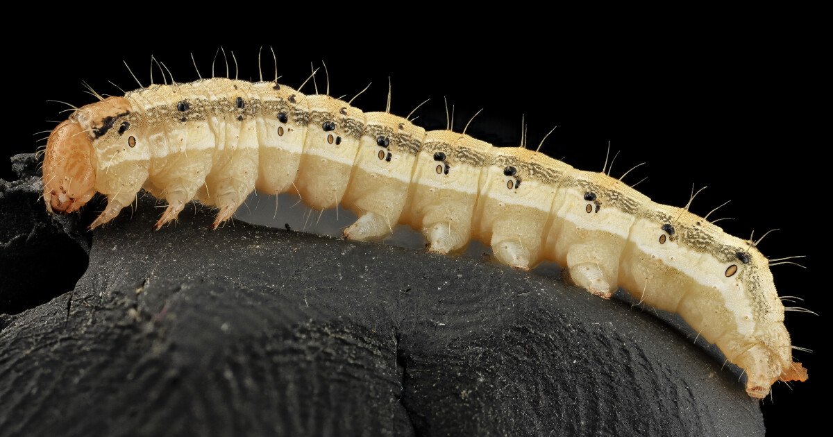 The Worm Turns on Plants | Sermons | Creation Moments